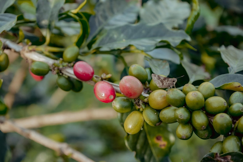 Coffee – Belfast Coffee Roasters