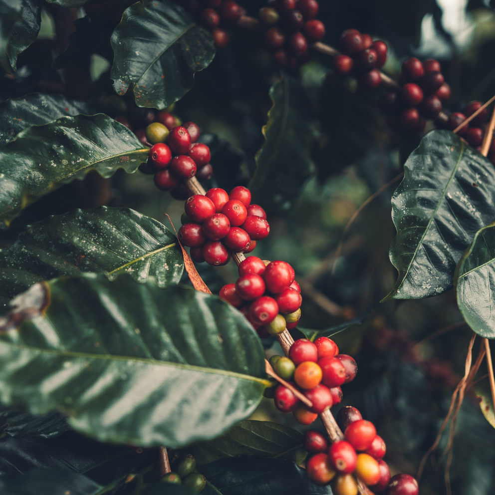 Belfast Coffee Roasters | Speciality Coffee | Roasters Ireland